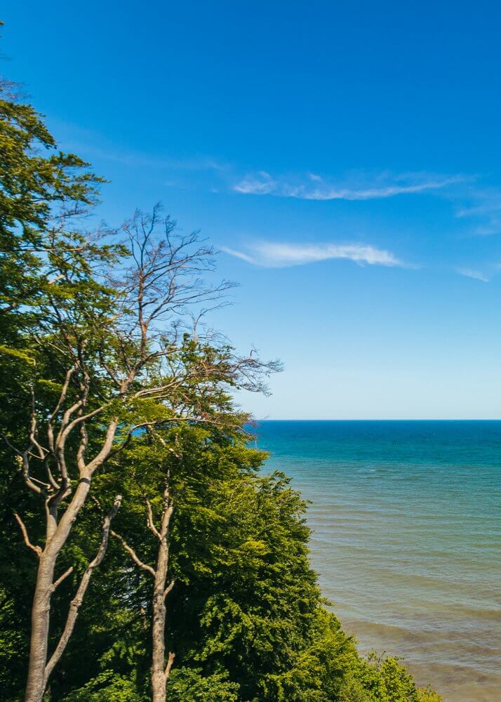 Wild vom Förster - Wald-MV